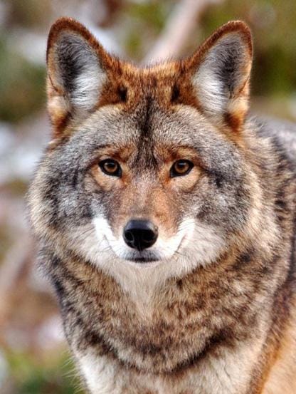 Blue Wolf | Skillshare Student Project