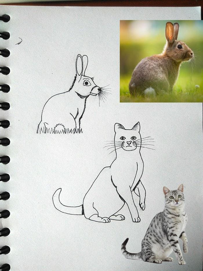 Rabbit & Cat | Skillshare Student Project