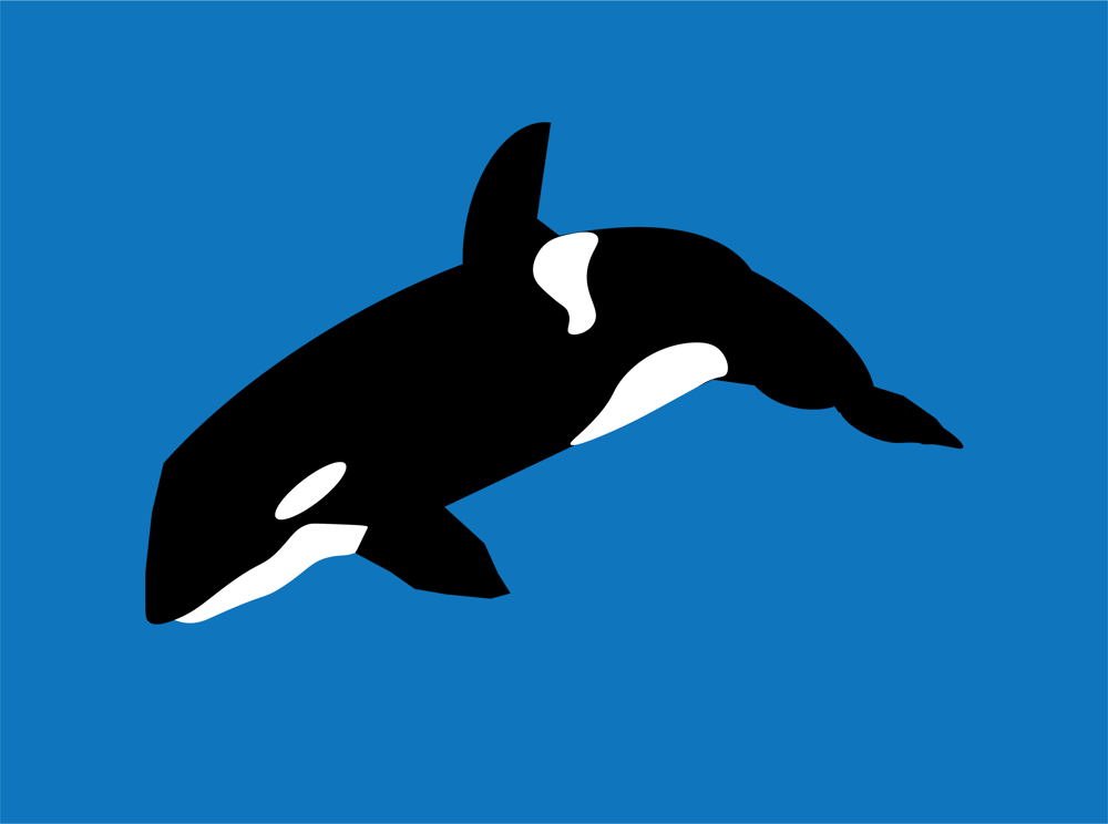 Orca | Skillshare Student Project