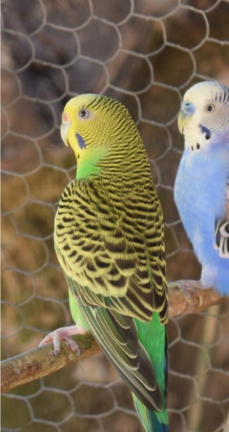 Bird | Skillshare Student Project