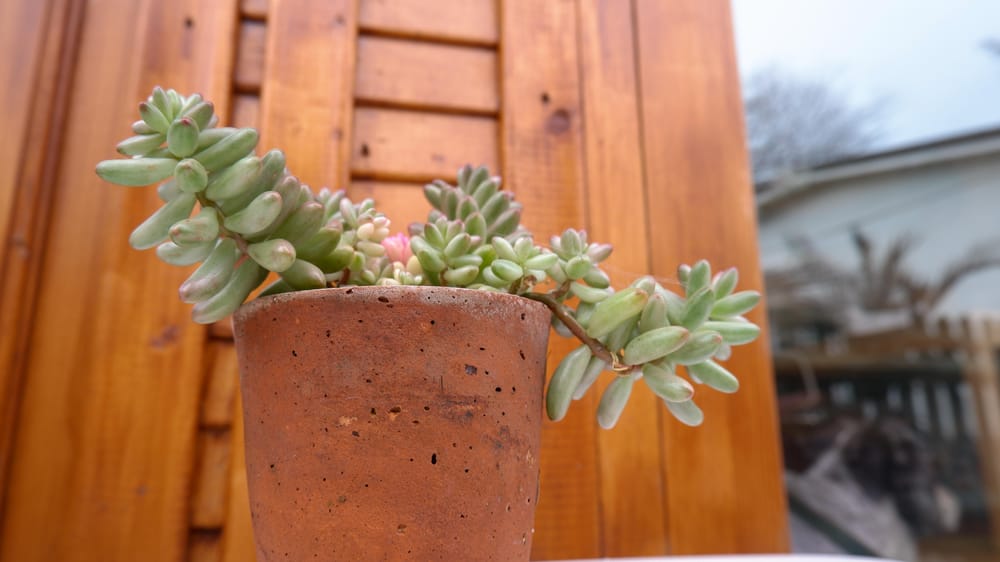 Succulent composition | Skillshare Student Project