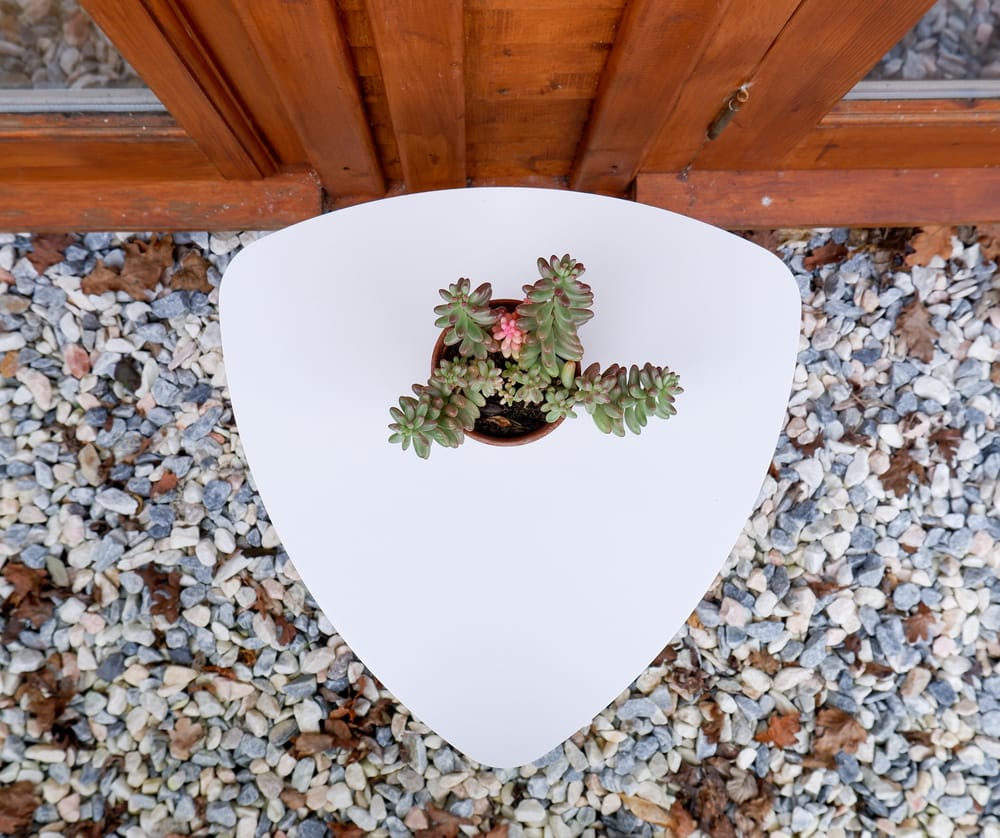 Succulent composition | Skillshare Student Project