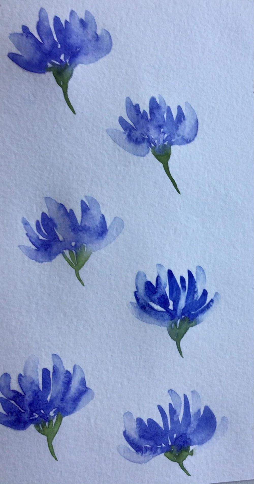 Cornflower practice | Skillshare Student Project