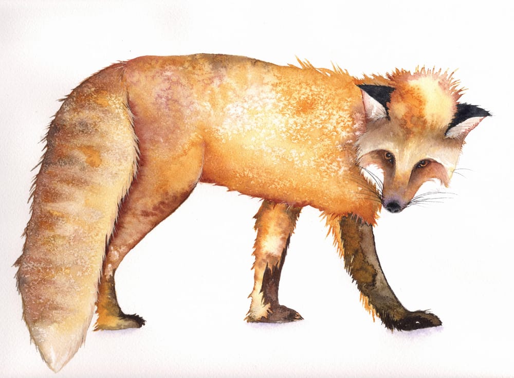 Fox | Skillshare Student Project