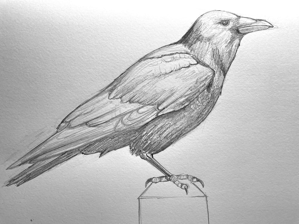 Basic Drawing Class | Skillshare Student Project