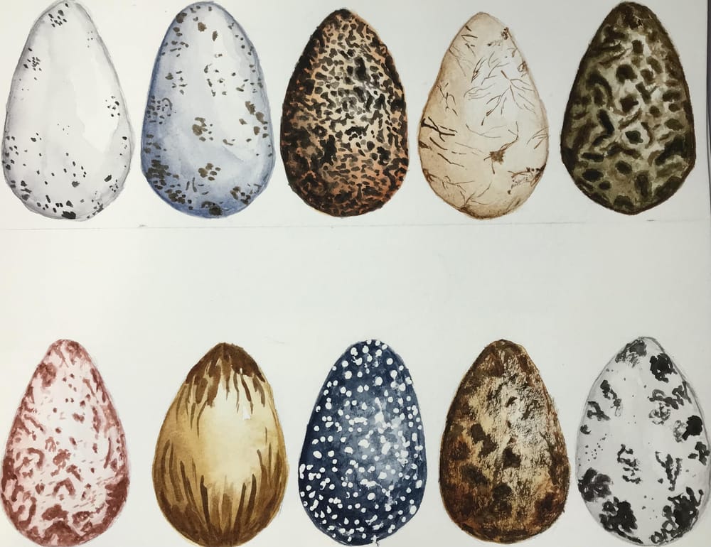 Texture in Eggs | Skillshare Student Project