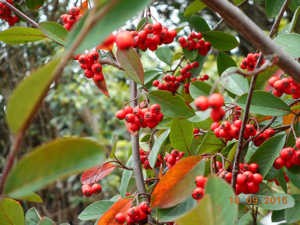 Holly | Skillshare Student Project