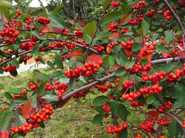 Holly | Skillshare Student Project