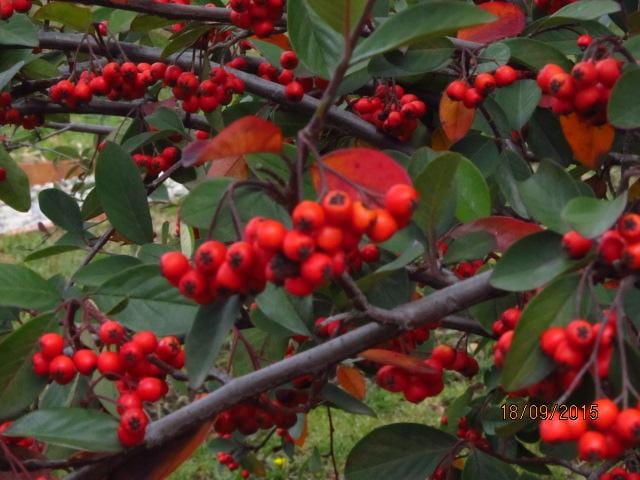 Holly | Skillshare Student Project