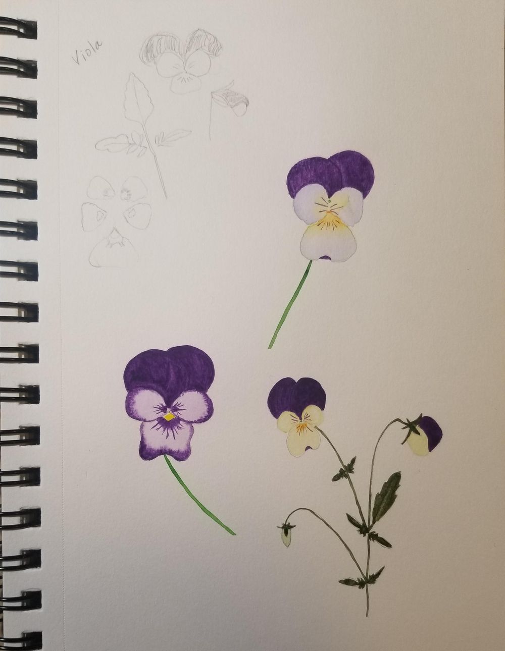 Viola | Skillshare Student Project