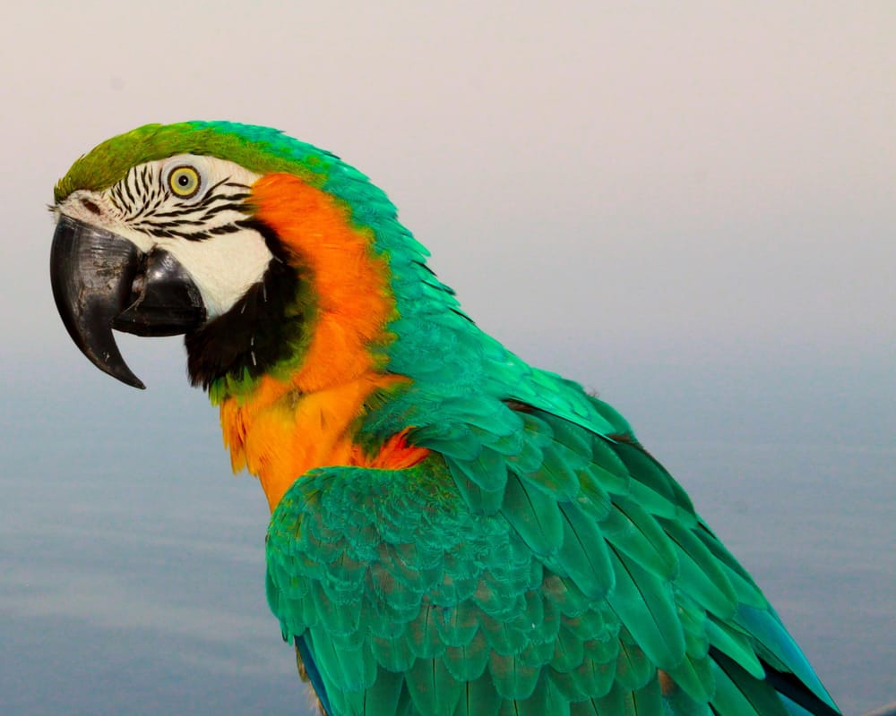 Poly Art Project | Skillshare Student Project