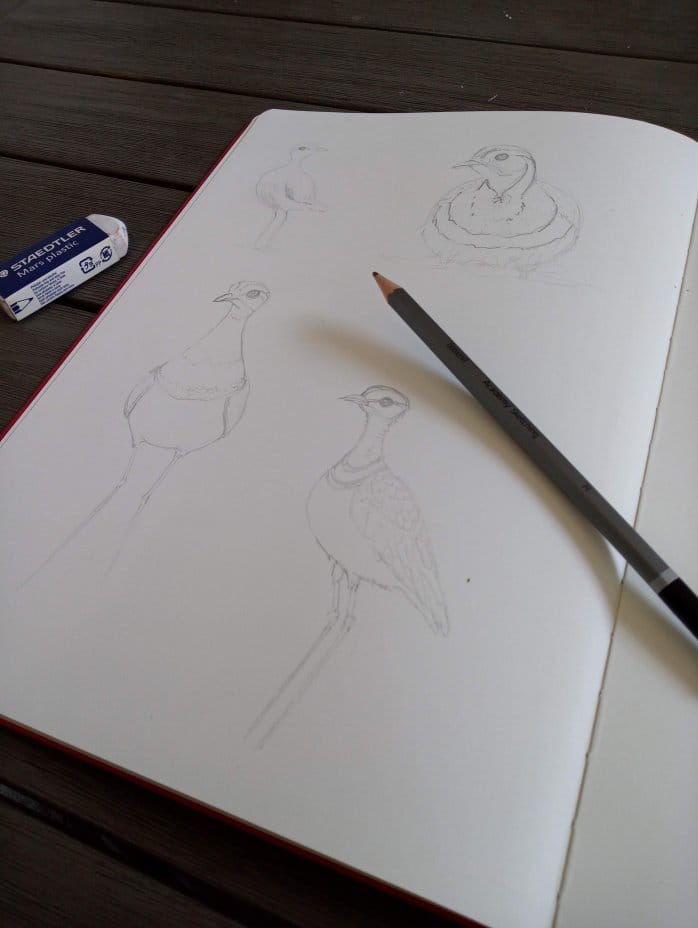 Practicing painting birds | Skillshare Student Project