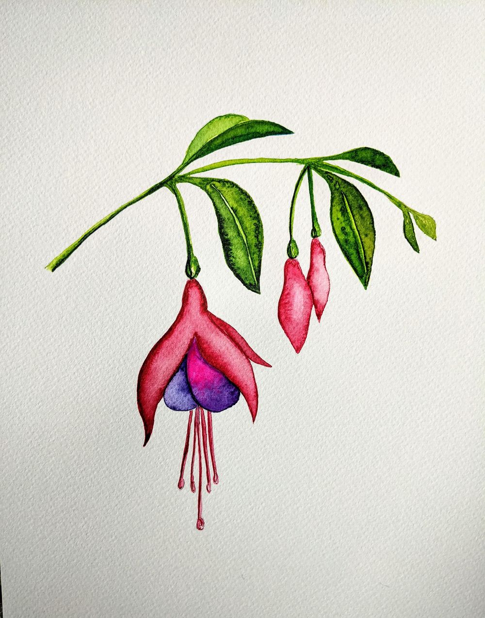 How To Draw A Fuchsia Flower | Best Flower Site