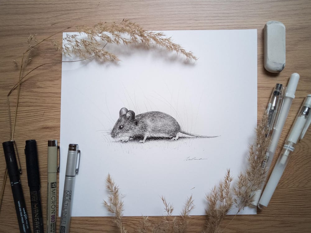 DRAW ANIMALS WITH INK: #1 step by step of a tiny mouse illustration ...