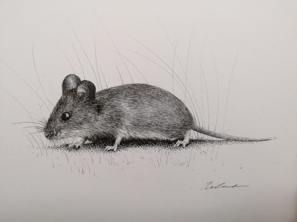 DRAW ANIMALS WITH INK: #1 step by step of a tiny mouse illustration ...