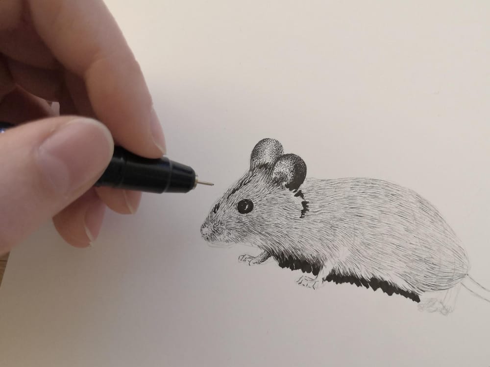 DRAW ANIMALS WITH INK: #1 step by step of a tiny mouse illustration ...