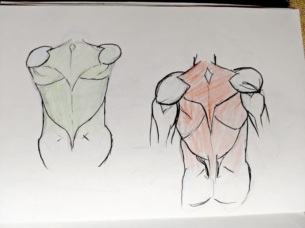 Learning how to draw human bodies | Skillshare Student Project