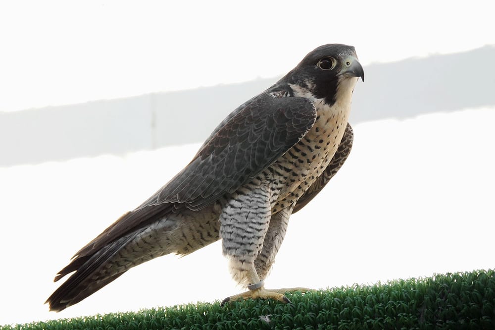 Beginner Python Project Ideas For Environmental Monitoring – peerdh.com