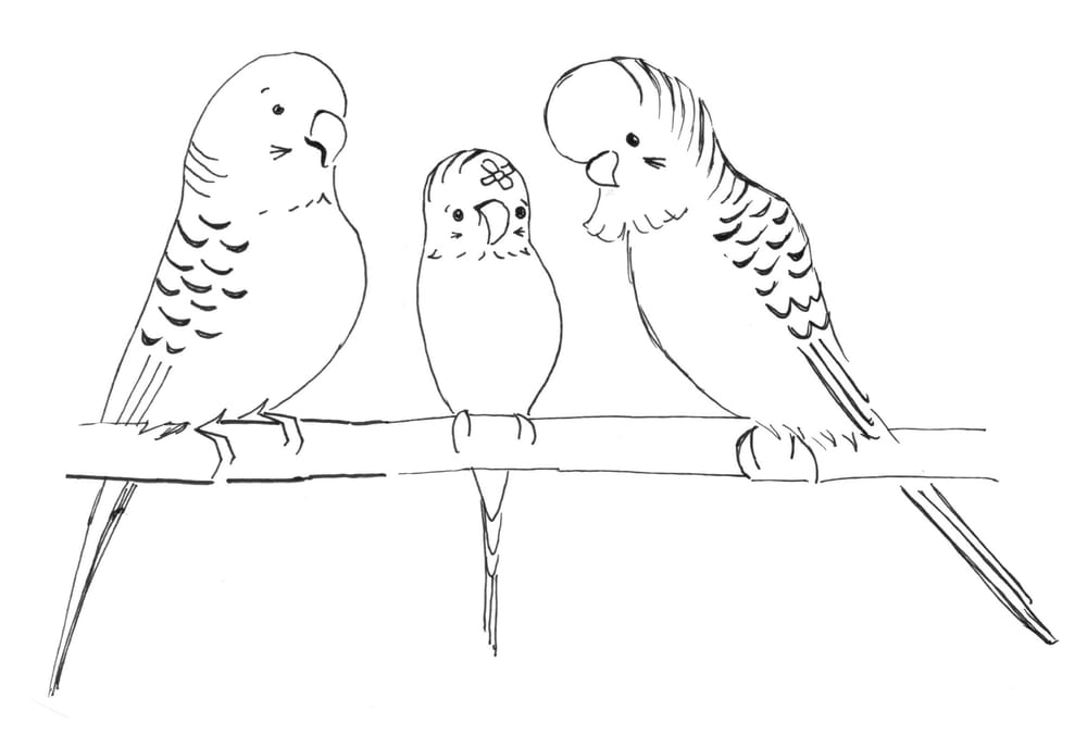 The Three Amigos | Skillshare Student Project