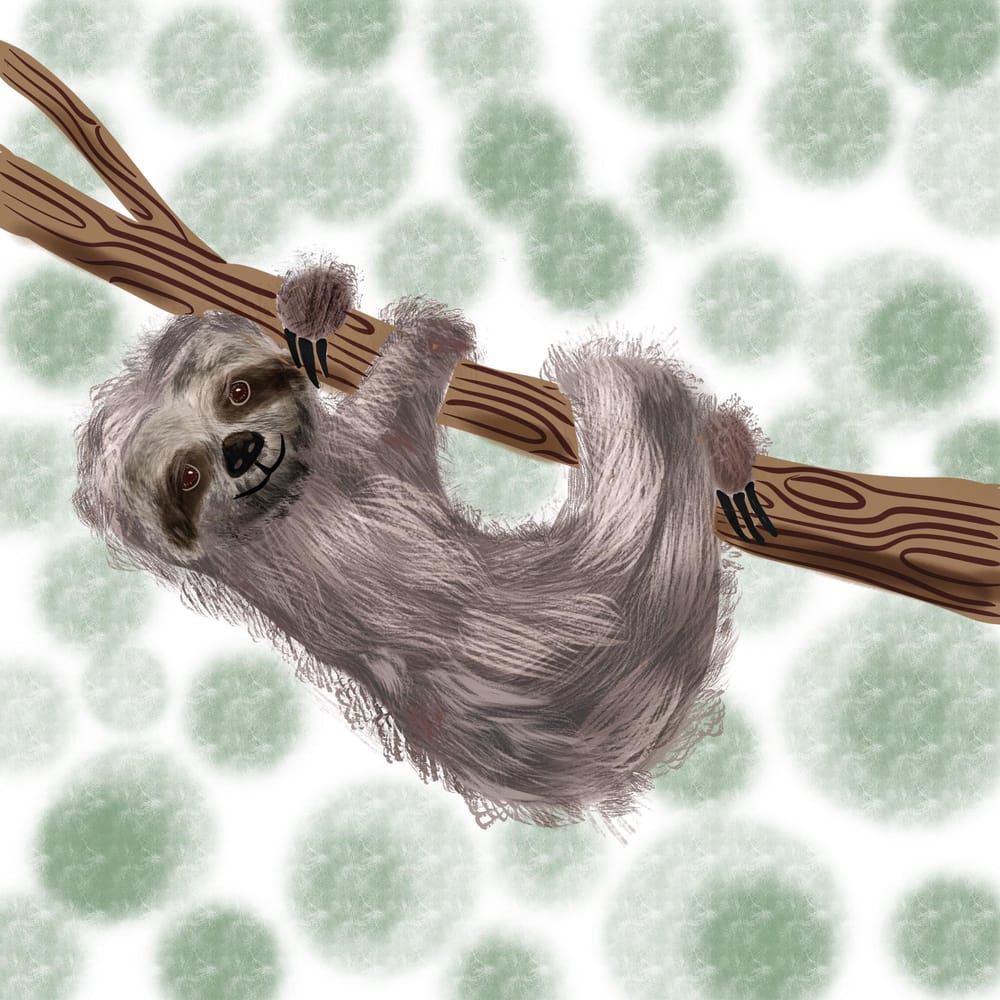 sloth | Skillshare Student Project