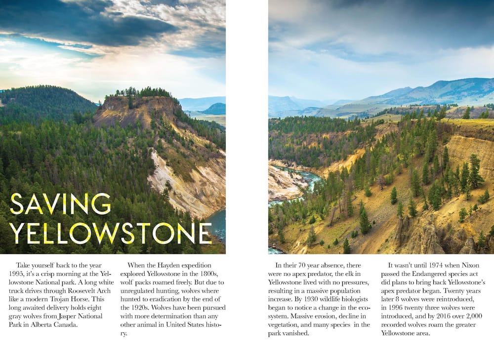 Saving Yellowstone | Skillshare Student Project