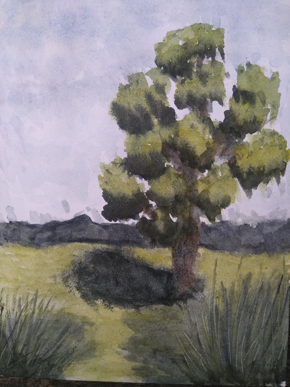 Watercolour Tree study | Skillshare Student Project