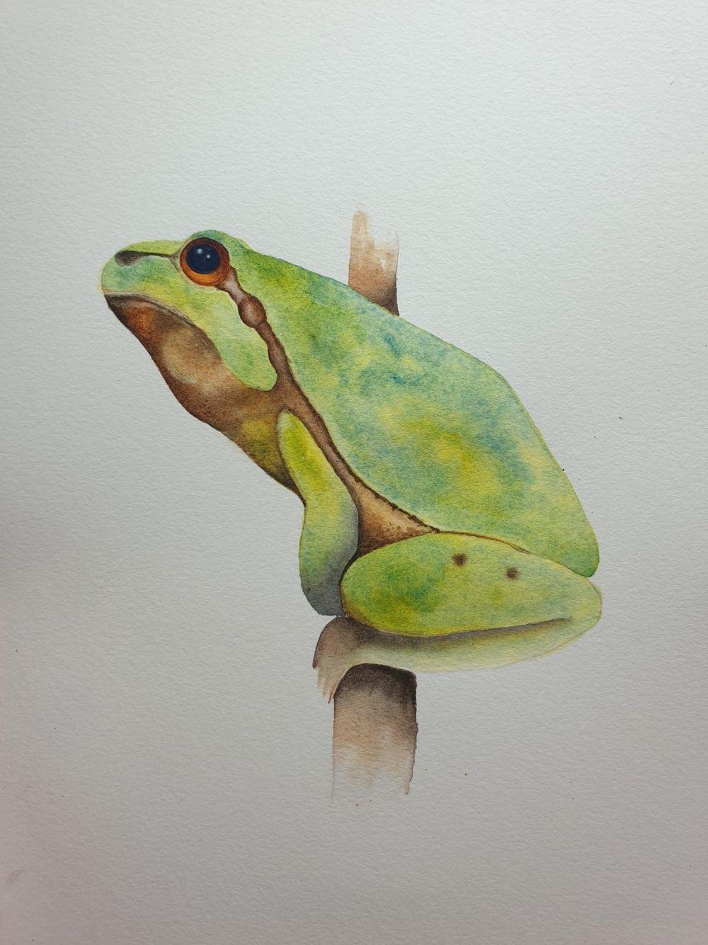 Tree Frog | Skillshare Student Project