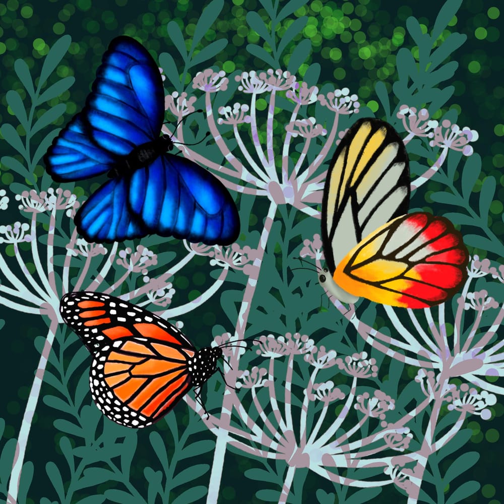 Butterflies | Skillshare Student Project