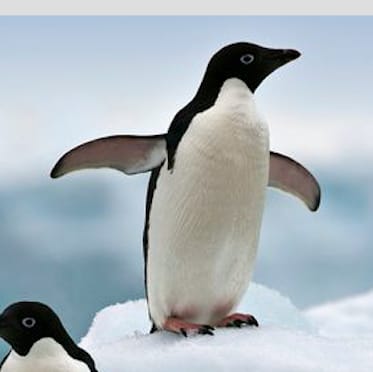 Simplified Penguin Logo | Skillshare Student Project