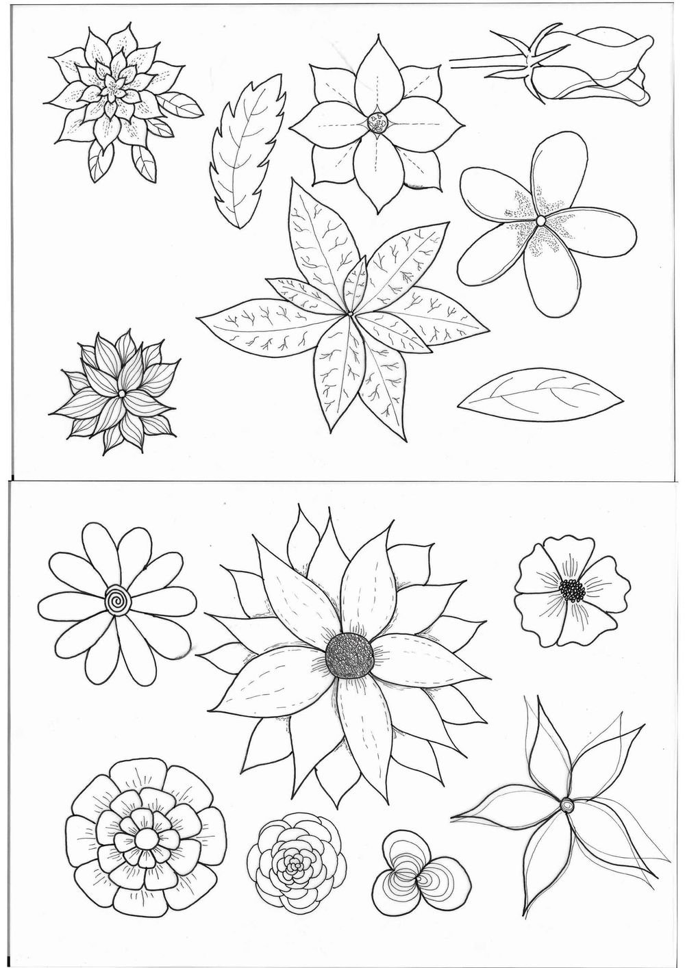 Flower Sketch Patterns | Skillshare Student Project