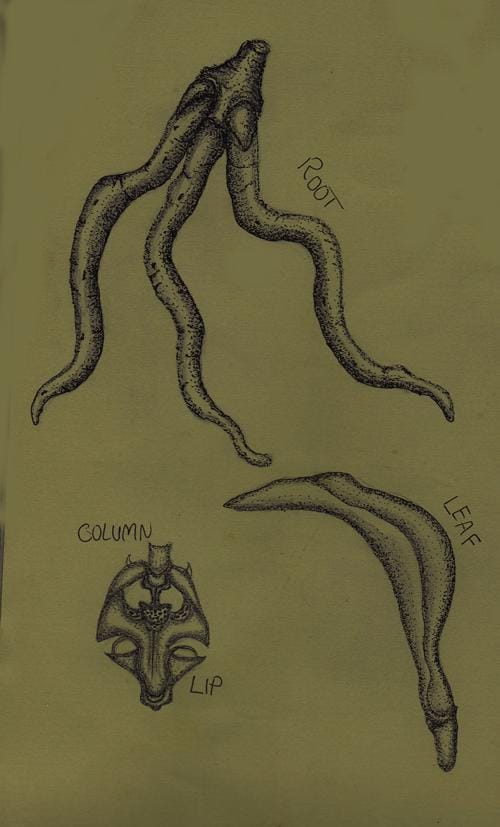 Orchid Dissection | Skillshare Student Project