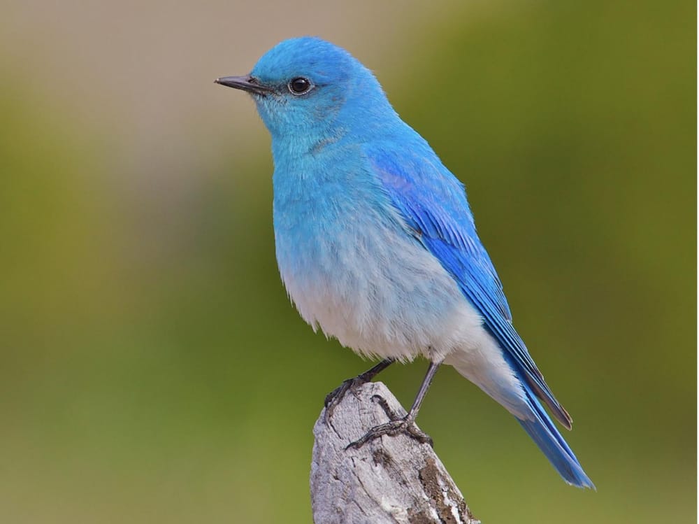 Putting it all together...not detailed | Skillshare Student Project