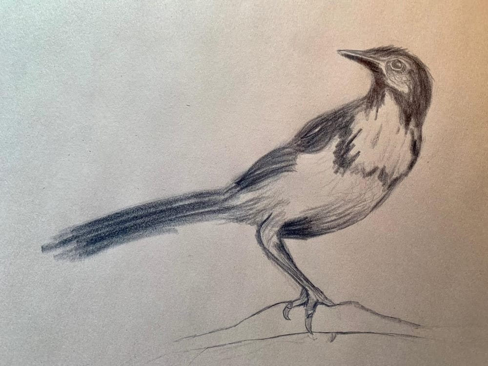 beginner class portfolio | Skillshare Student Project