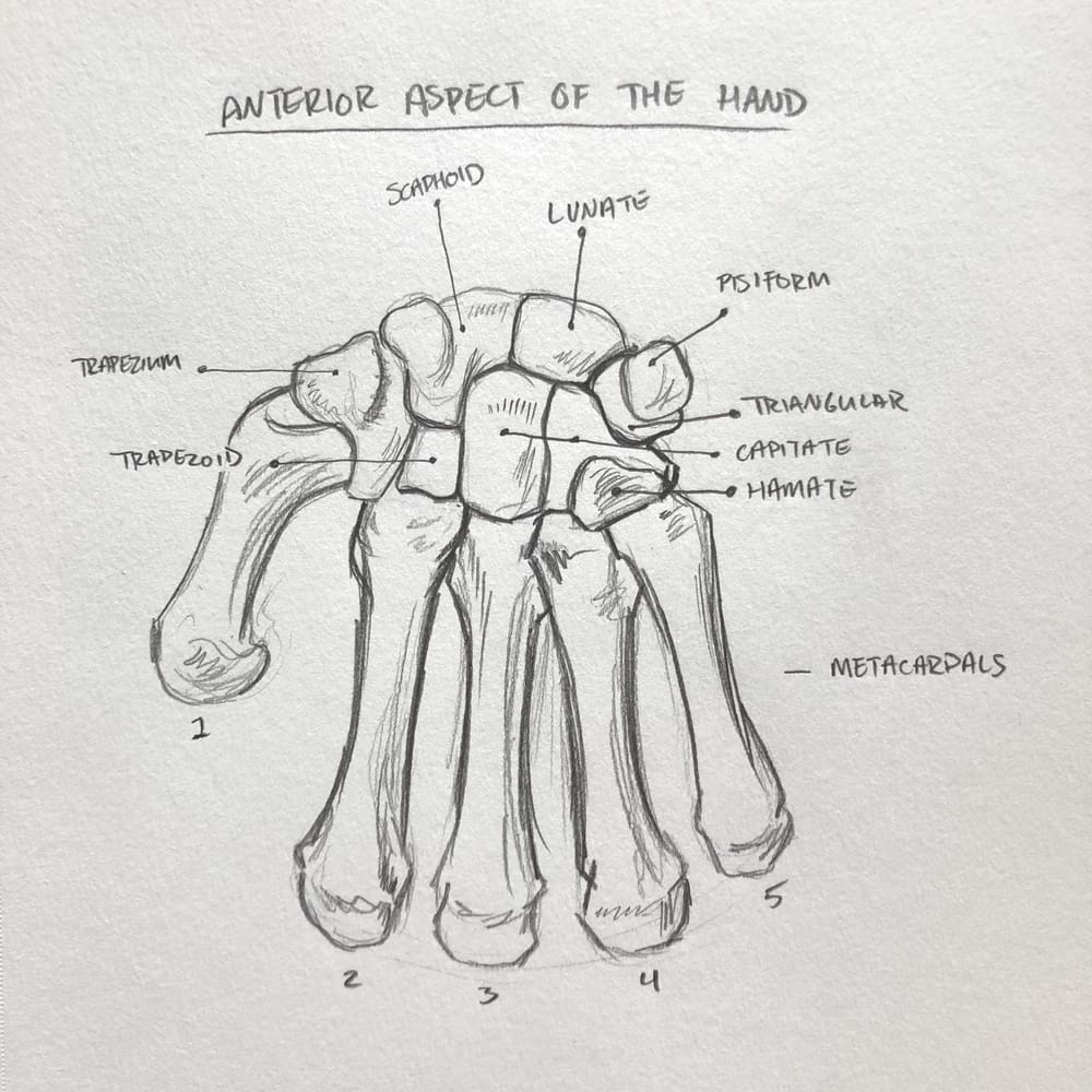Anatomy of the Hand | Skillshare Student Project