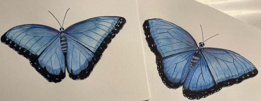 Watercolor Pencil Butterfly | Skillshare Student Project