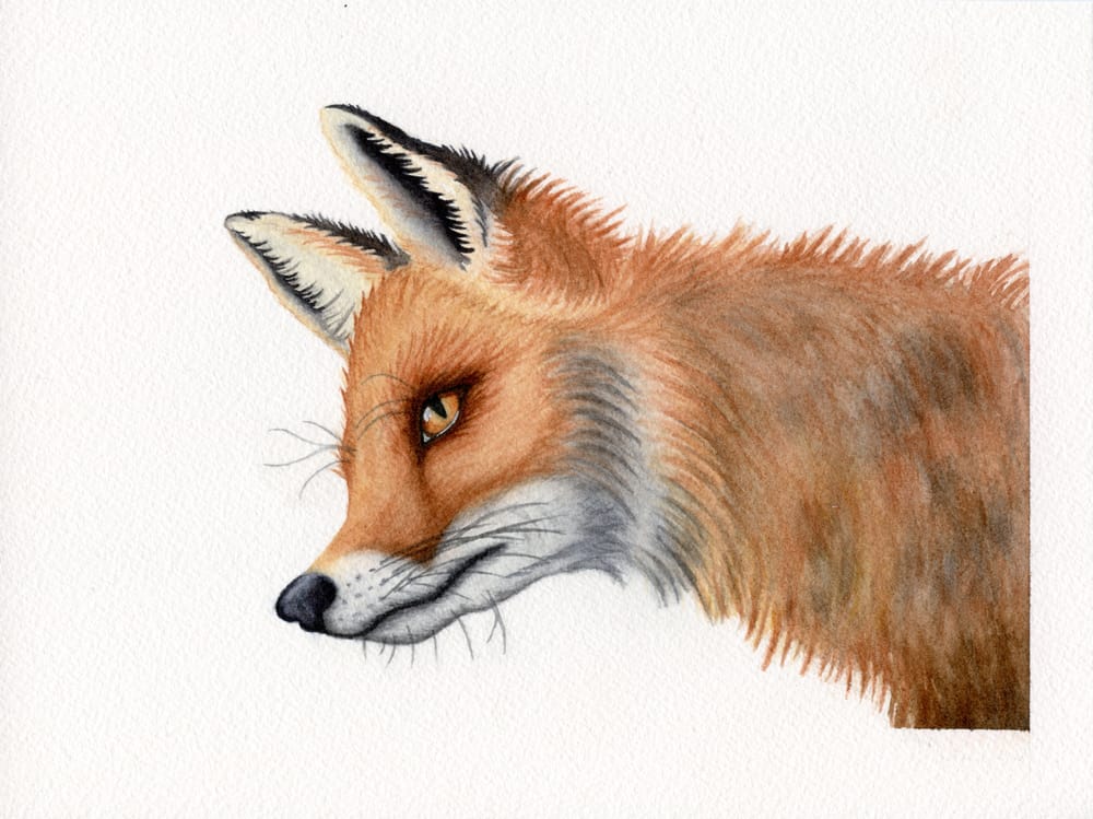 Fox | Skillshare Student Project