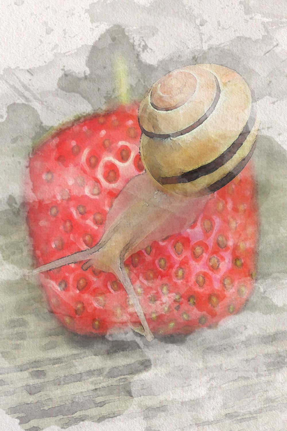 Strawberry-Snail :-) | Skillshare Student Project