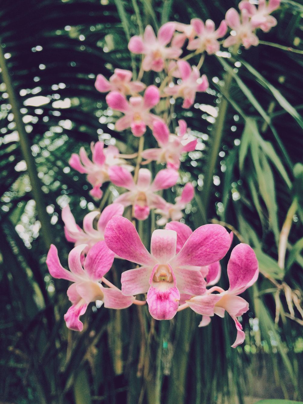 Orchid Love
