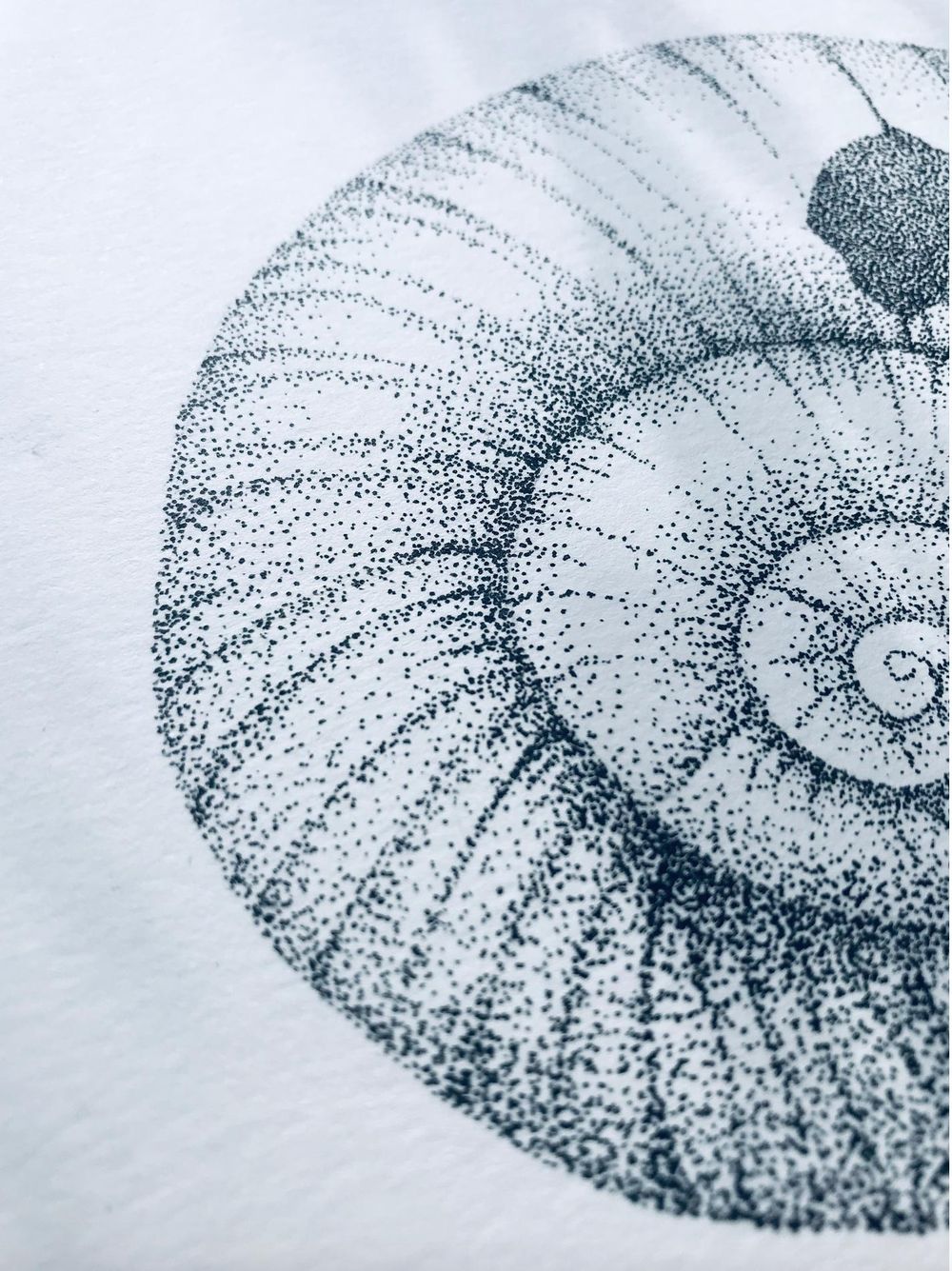 stippled shell | Skillshare Student Project