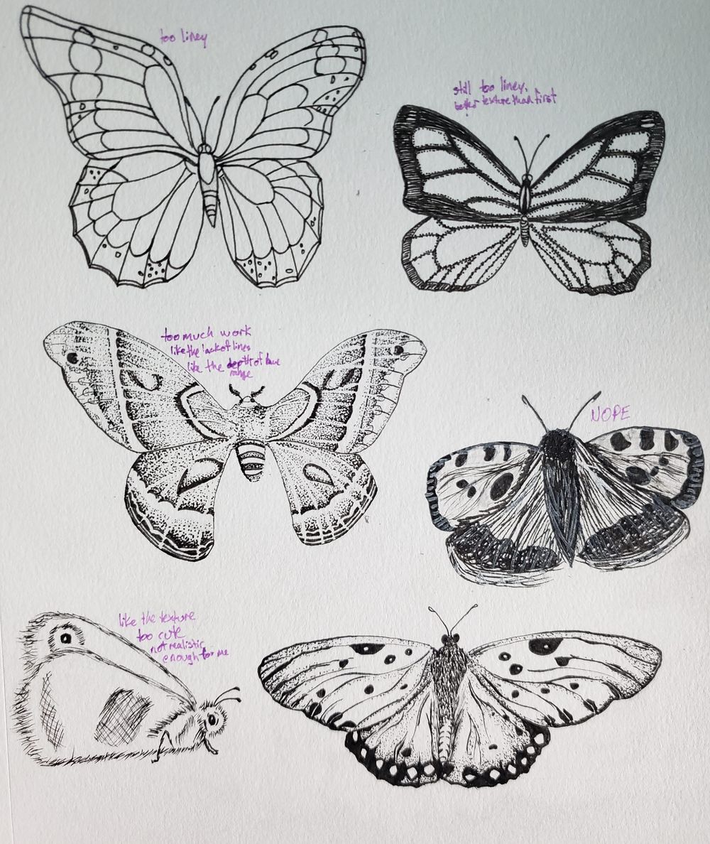 Beetles, Butterflies, and Broken Rules | Skillshare Student Project