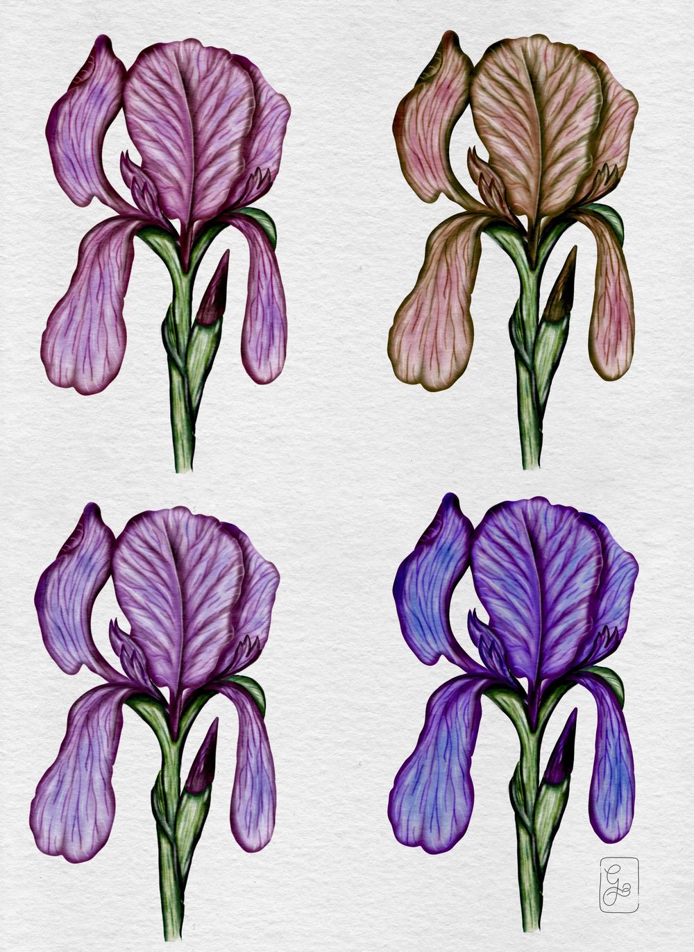 My Iris | Skillshare Student Project