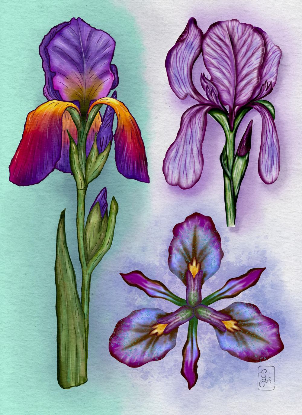 My Iris | Skillshare Student Project