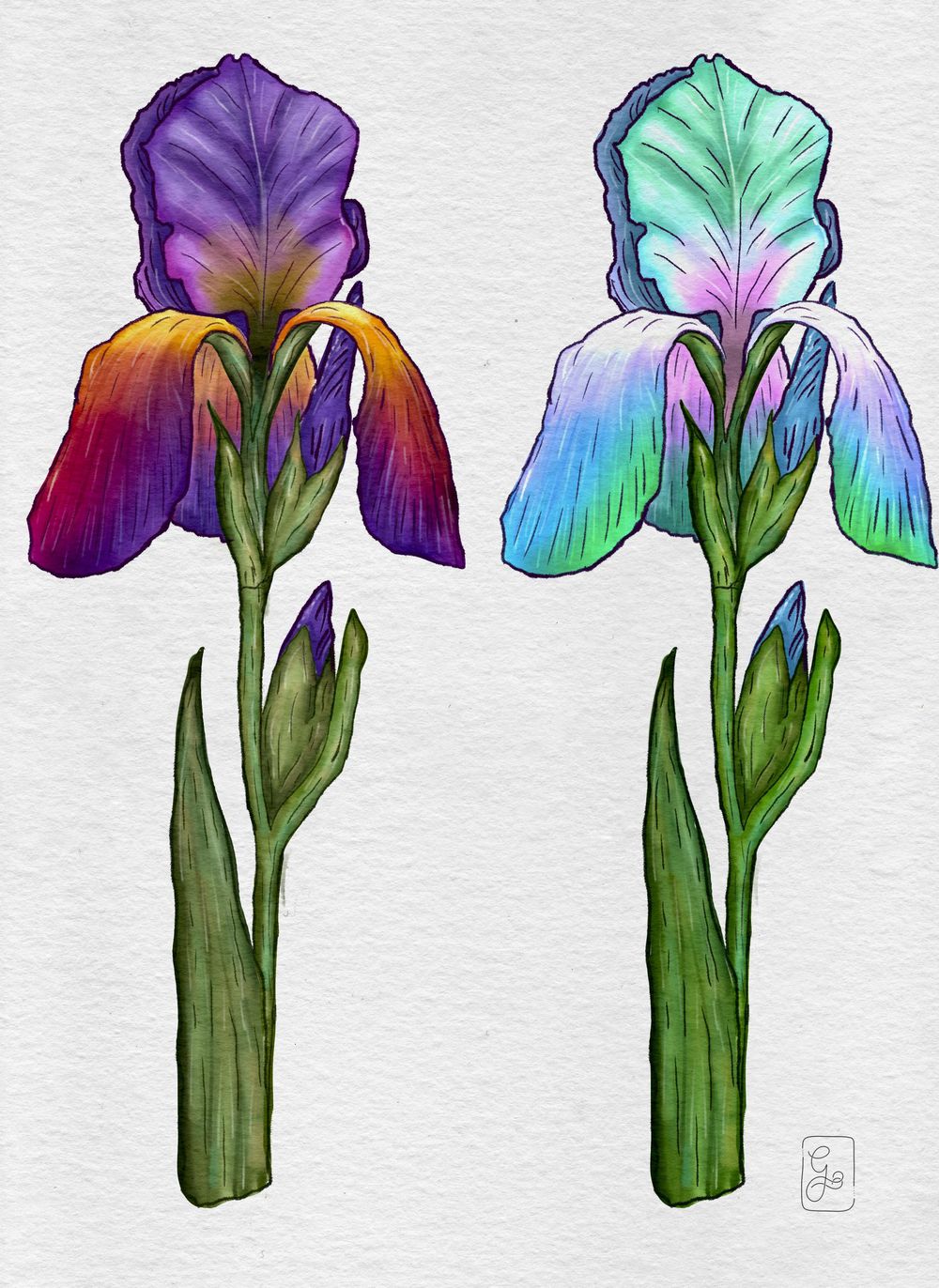 My Iris | Skillshare Student Project
