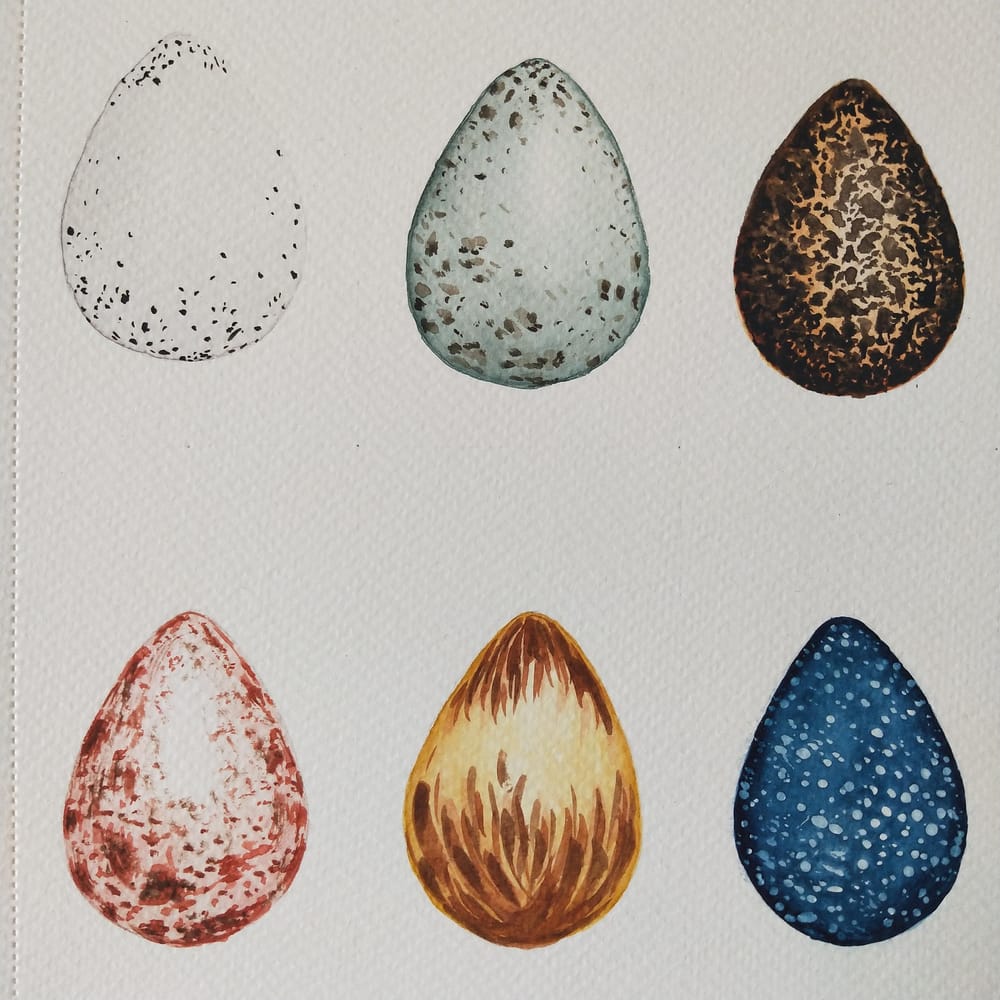 Eggs - Watercolor Textures | Skillshare Student Project
