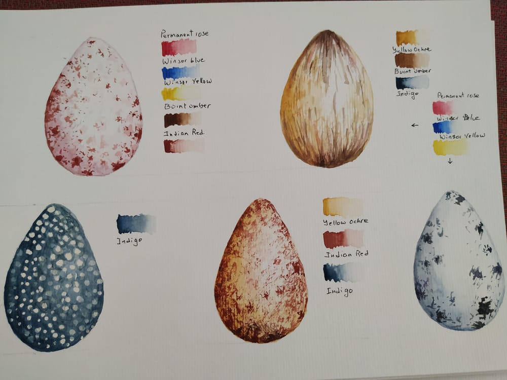 Bird eggs | Skillshare Student Project