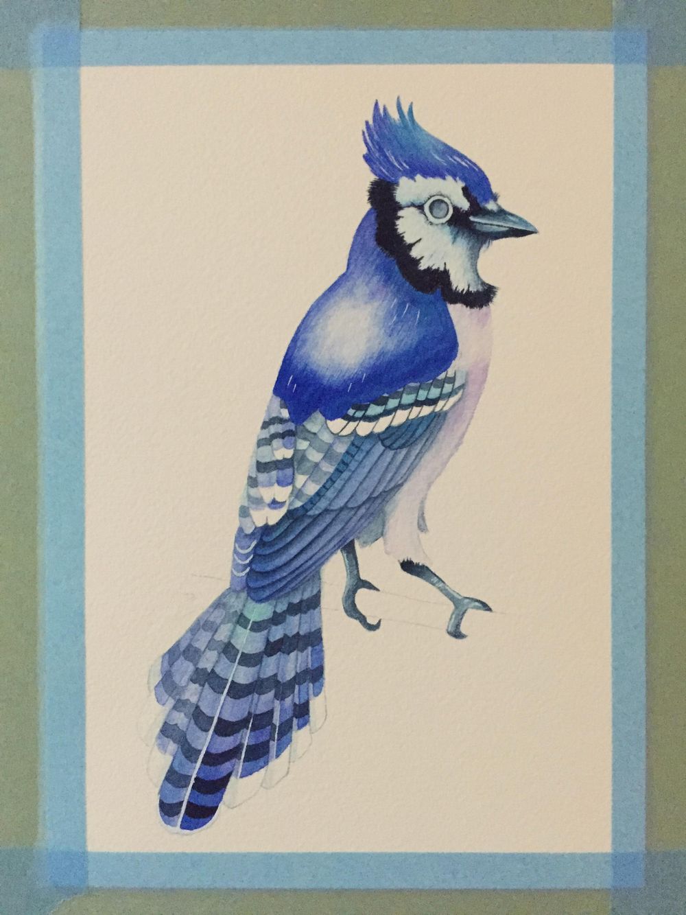 Watercolour Blue Jay | Skillshare Student Project