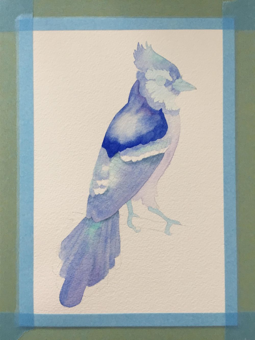 Watercolour Blue Jay | Skillshare Student Project