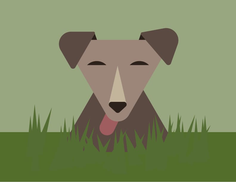 Learning Illustrator | Skillshare Student Project