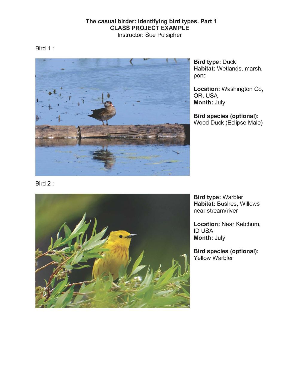 Casual Birder: Identifying Bird Types Project | Skillshare Student Project