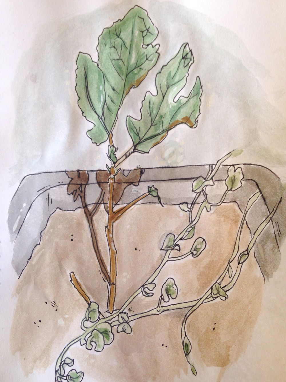 A Month of Sketches | Skillshare Student Project